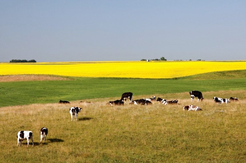 MIXED FARMING, A VIABLE AGRICULTURAL SYSTEM – Track2Training