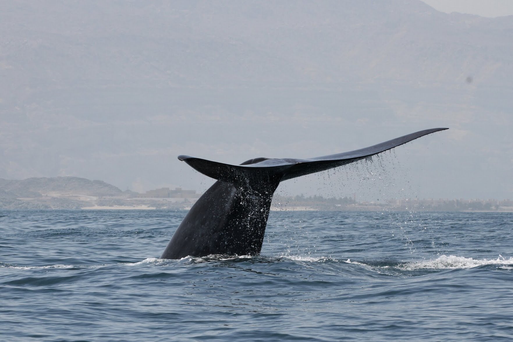 Scientists Discover a New Whale Population in the Indian Ocean ...