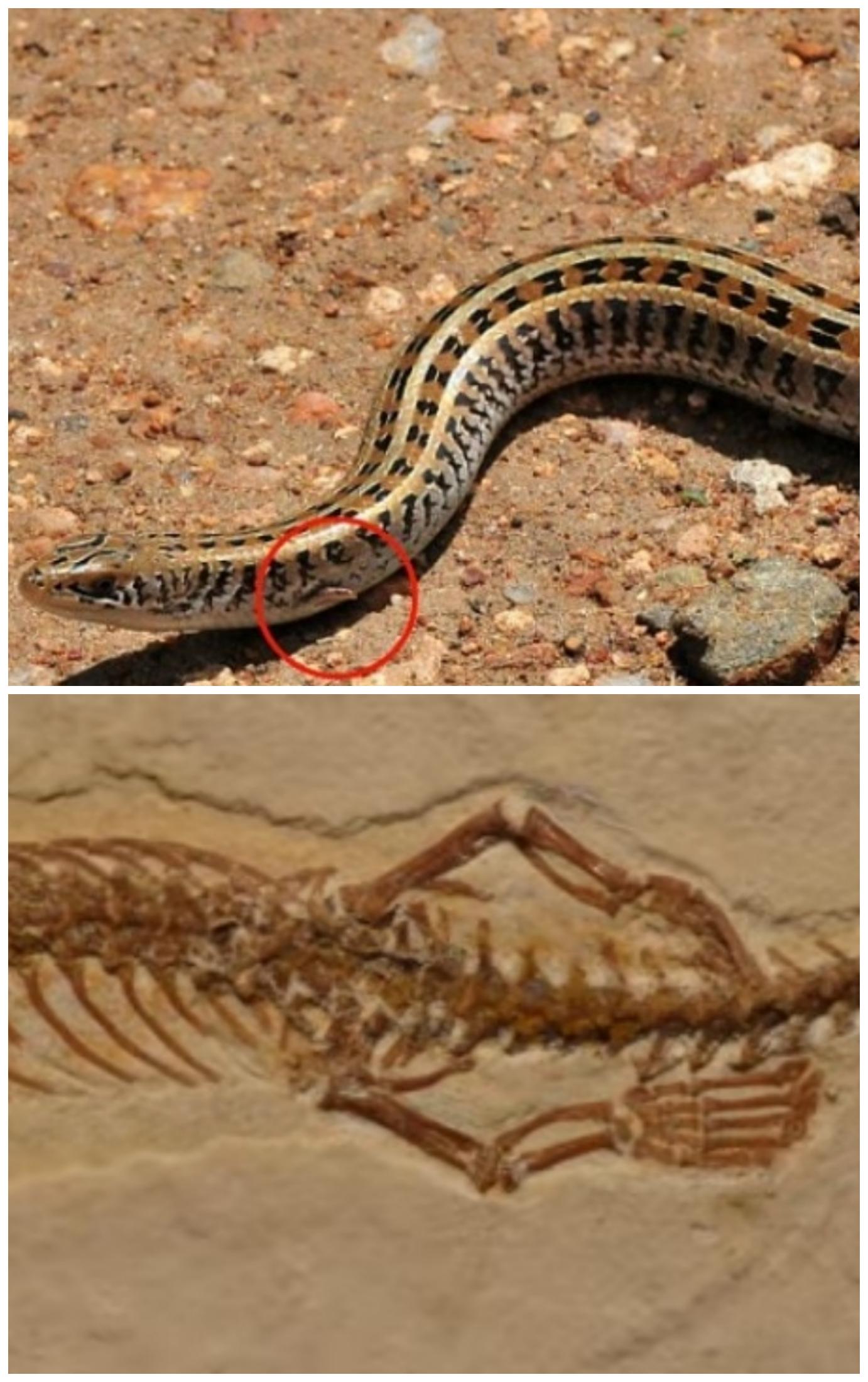 HOW SNAKE LOST IT’S LEGS🐍 – Track2Training