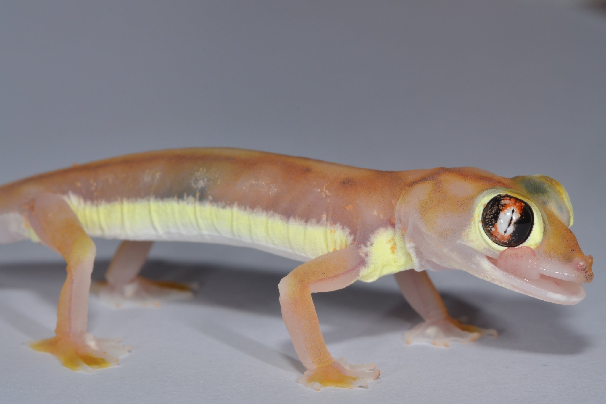 Glowing images of fluorescent reptiles recently discovered by ...