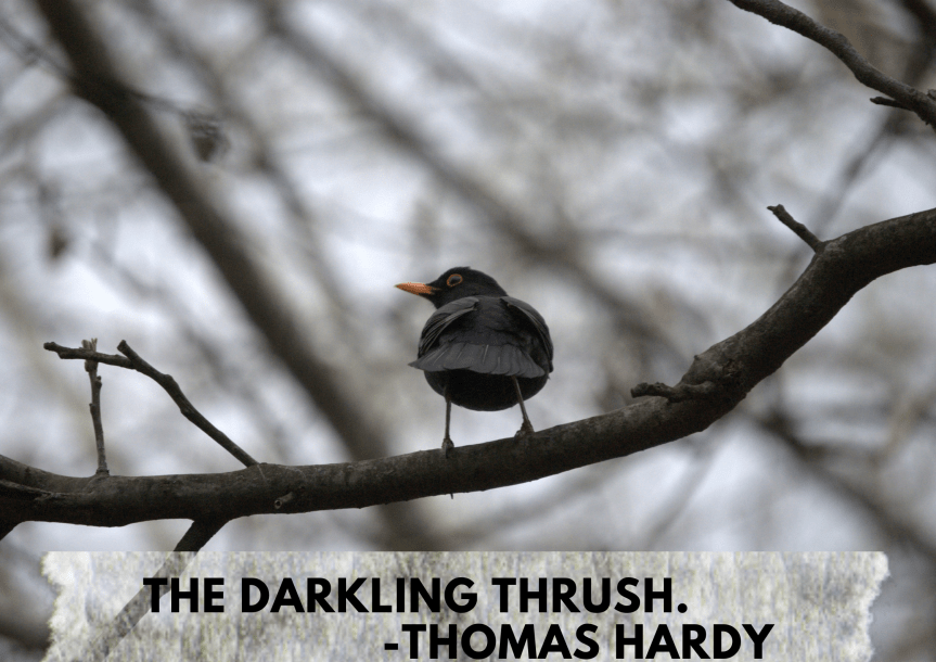 ‘The Darkling Thrush’ by Thomas Hardy. – Track2Training