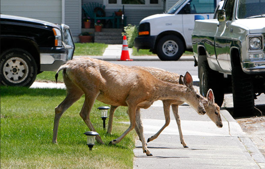 Effect of Urbanization on Animals – Track2Training