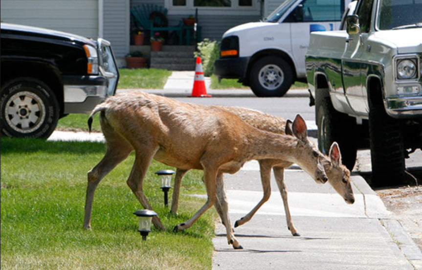 Effect of Urbanization on Animals – Track2Training