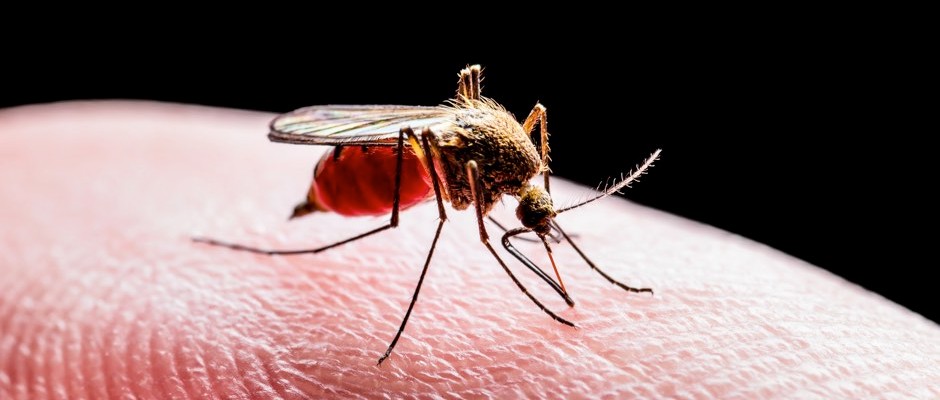 Malaria: Signs and Symptoms, Tips to prevent the disease – Track2Training