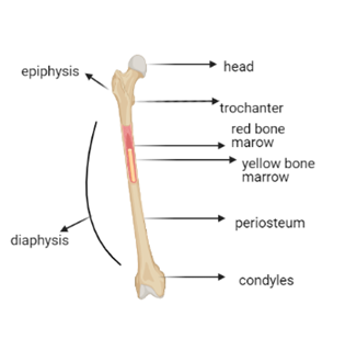 INTRODUCTION TO THE BONES AND JOINTS – Track2Training