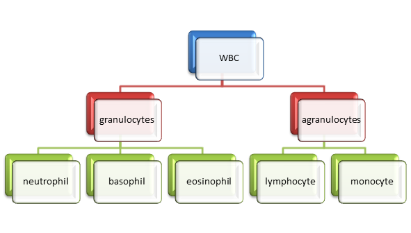 IMMUNOLOGY SERIES-PART 5- INTRODUCTION TO THE IMMUNE CELLS – Track2Training