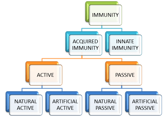 IMMUNOLOGY SERIES-PART 2- CLASSIFICATION OF IMMUNITY & INNATE IMMUNITY ...