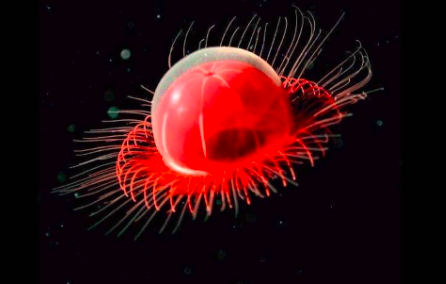 TERRIFYING CREATURES OF THE MARIANA TRENCH . – Track2Training