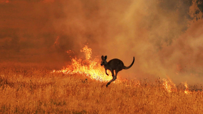 Wildfire and Its Effects on the Ecosystem – Track2Training