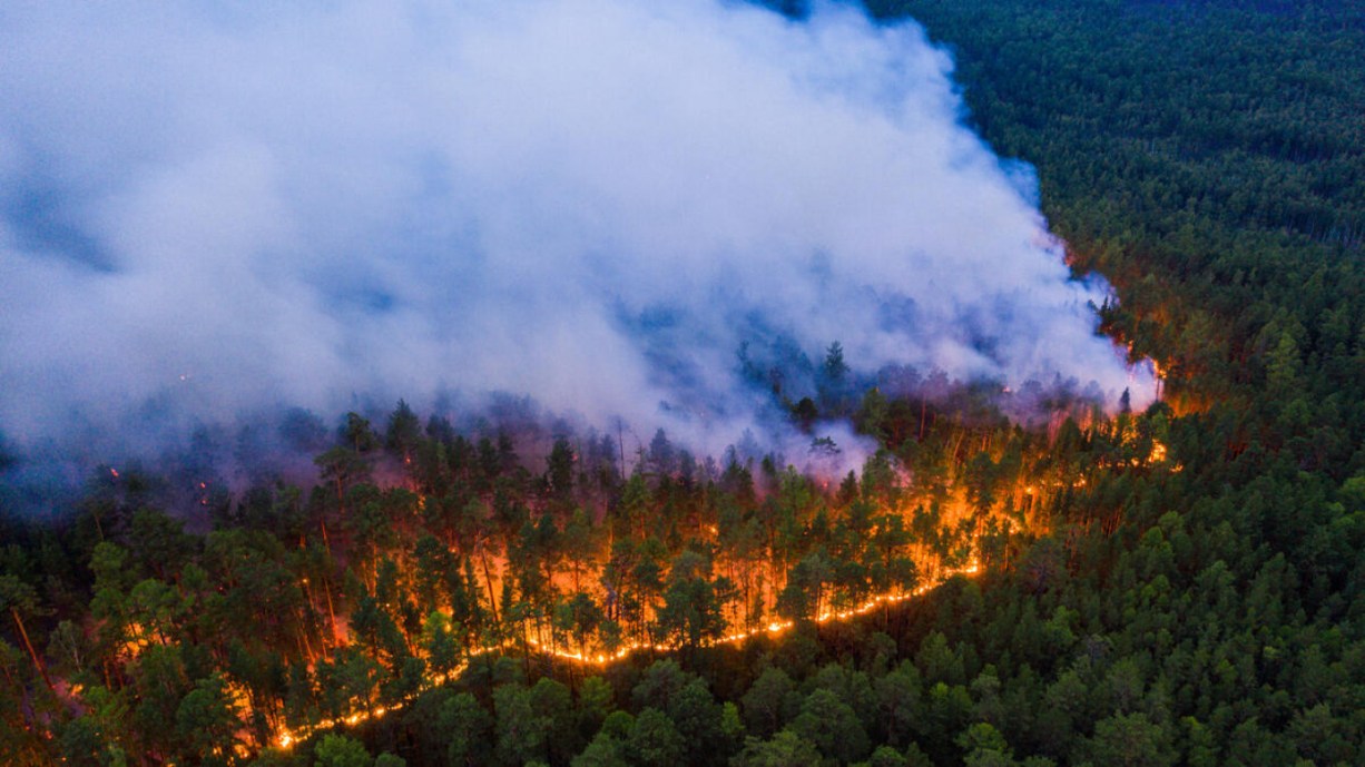 Wildfire and Its Effects on the Ecosystem – Track2Training