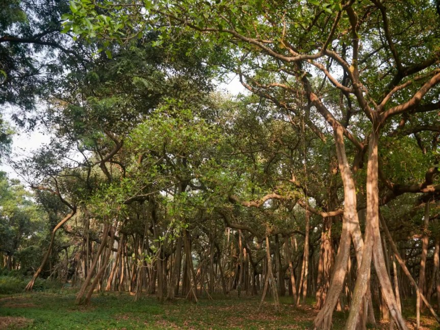 The Great Banyan Tree of Howrah: An Ancient Giant Witnessing Time – Track2Training